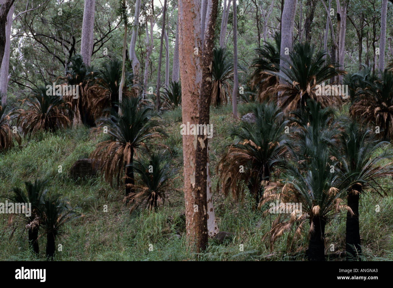 Carnarvon National Park Queensland Australia Stock Photo - Alamy