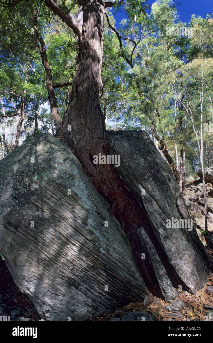 Carnarvon National Park Queensland Australia Stock Photo - Alamy