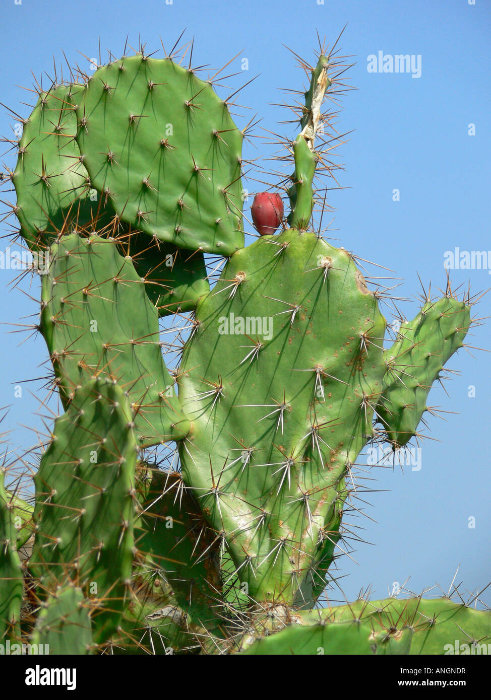 Acti leaf hi-res stock photography and images - Alamy
