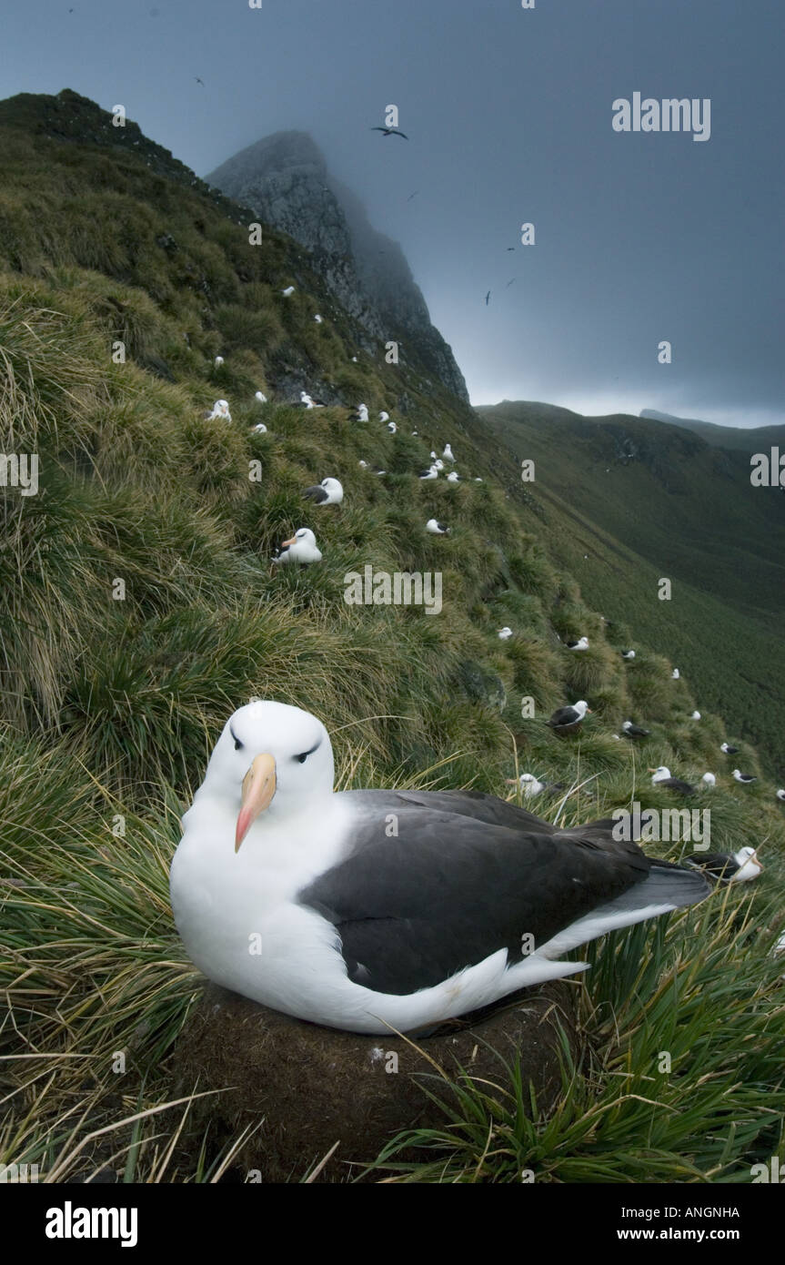 Black browed albatrosses nesting colony hi-res stock photography and ...