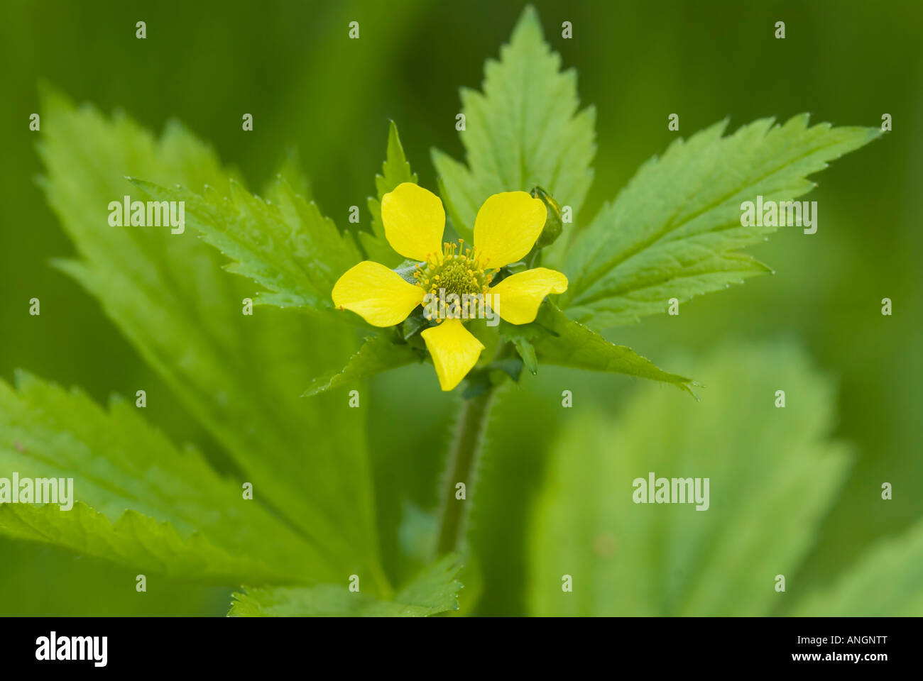 Geum Macrophyllum Fruit