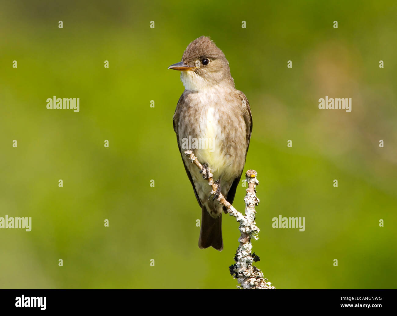 Olive-sided flycatcher (Contopus cooperi), Canada Stock Photo - Alamy