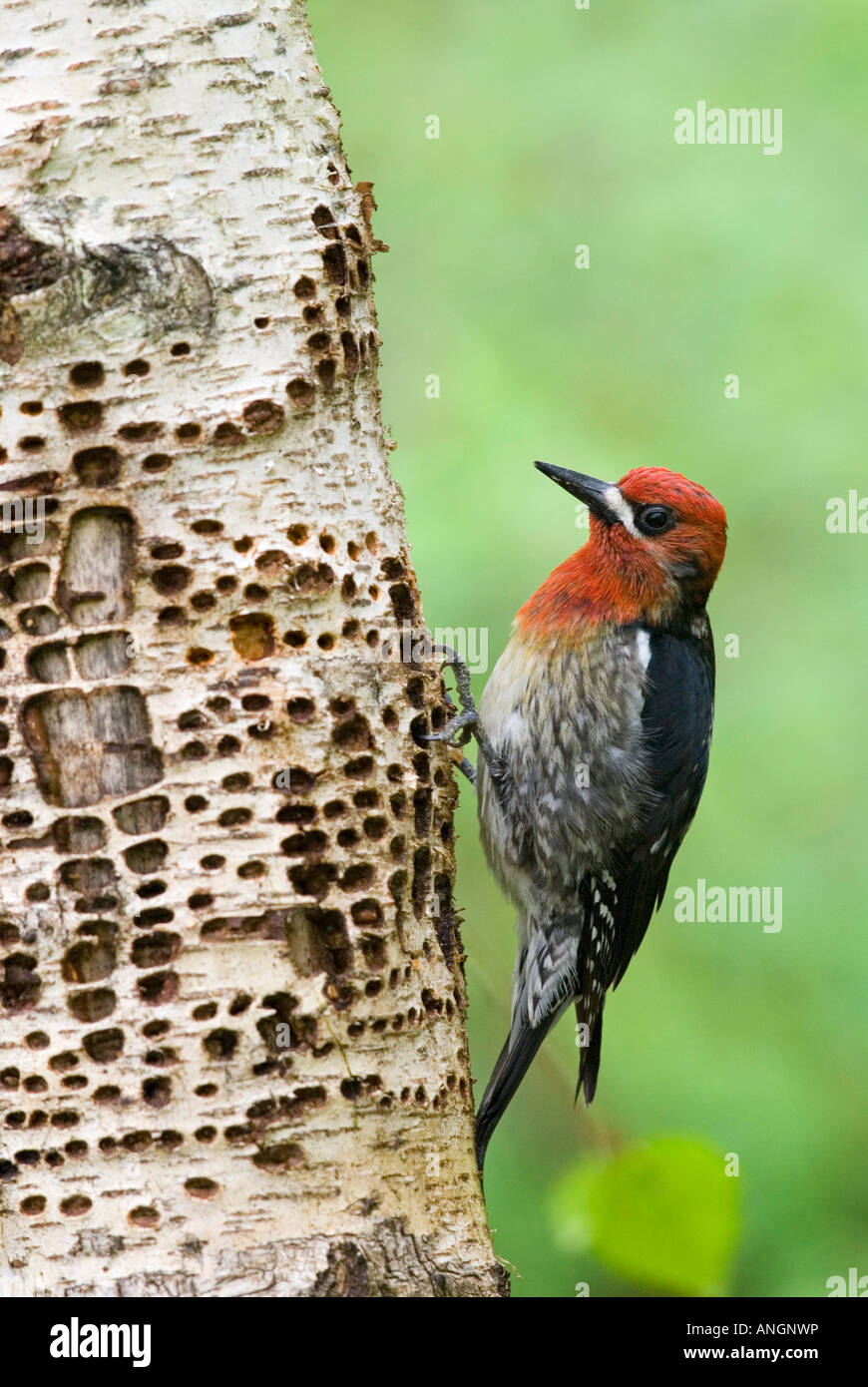 Red breasted sapsucker hi-res stock photography and images - Alamy