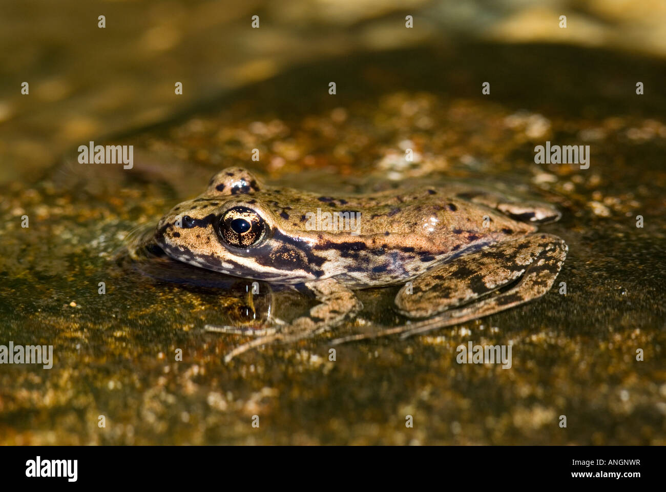 Red legged frog canada hi-res stock photography and images - Alamy