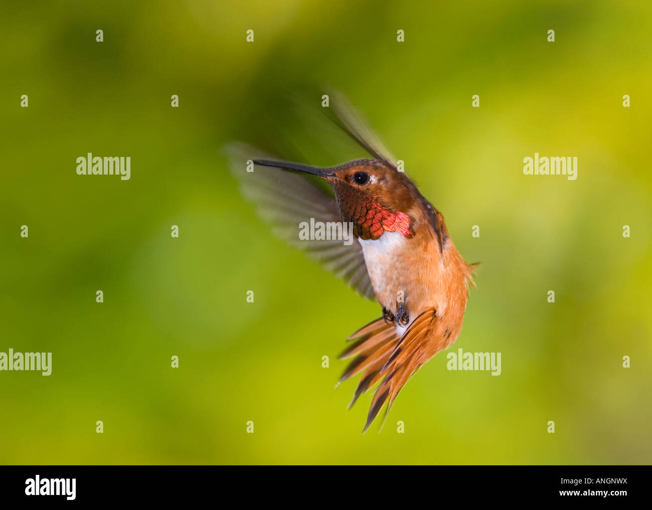 Rufus humming bird selasphorus hi-res stock photography and images - Alamy