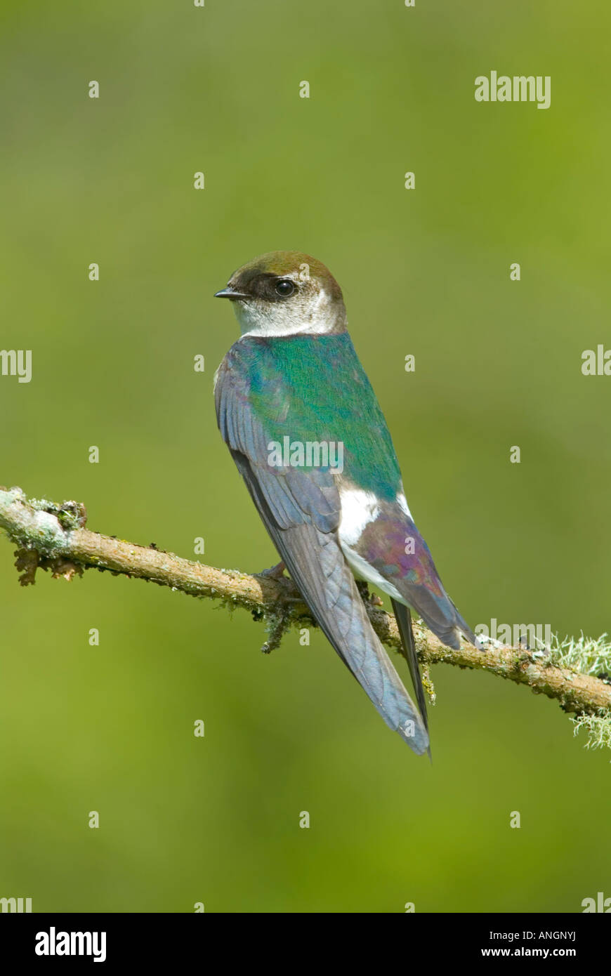 Thalassina hi-res stock photography and images - Alamy