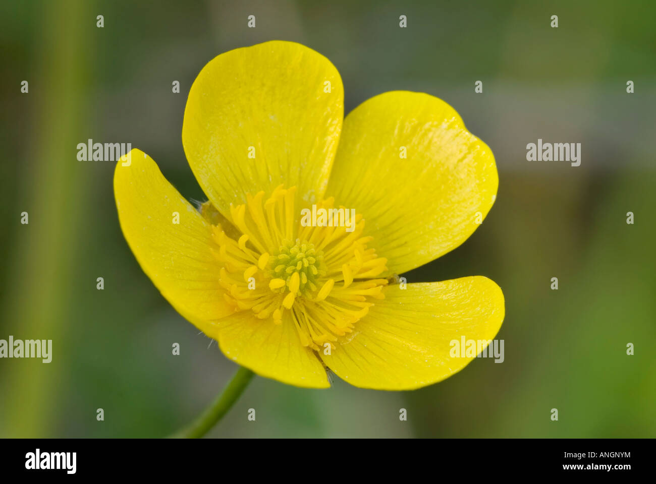 Western Buttercup (Ranunculus occidentalis), Canada Stock Photo - Alamy