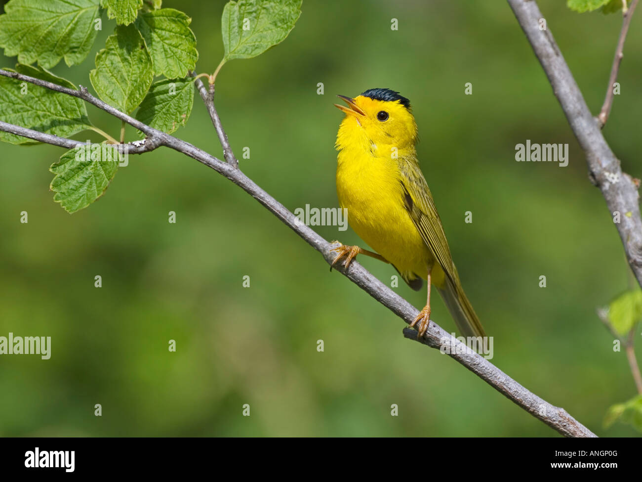Wilson's Warbler (Wilsonia pusilla), Canada Stock Photo - Alamy