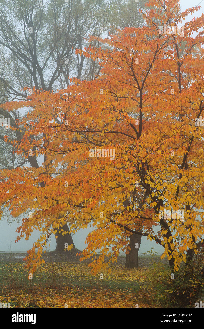 High Park in autumn colours, Toronto, Ontario, Canada Stock Photo - Alamy