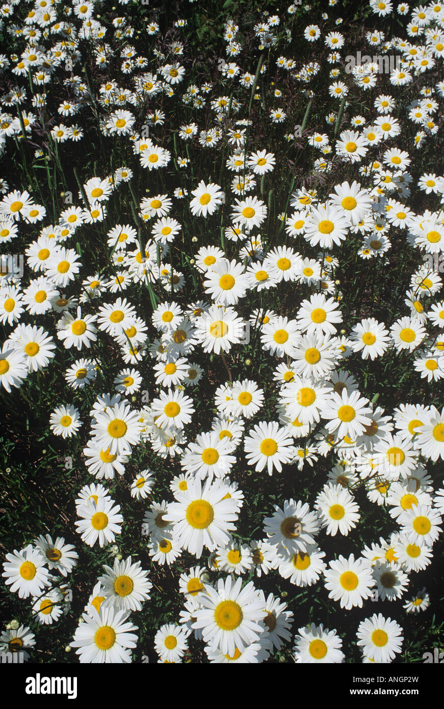 Daisies, Northern Ontario, Canada Stock Photo - Alamy