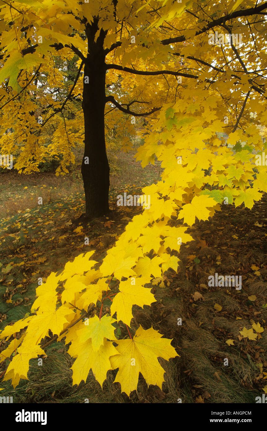 Fall colours in High Park, Toronto, Ontario, Canada Stock Photo - Alamy