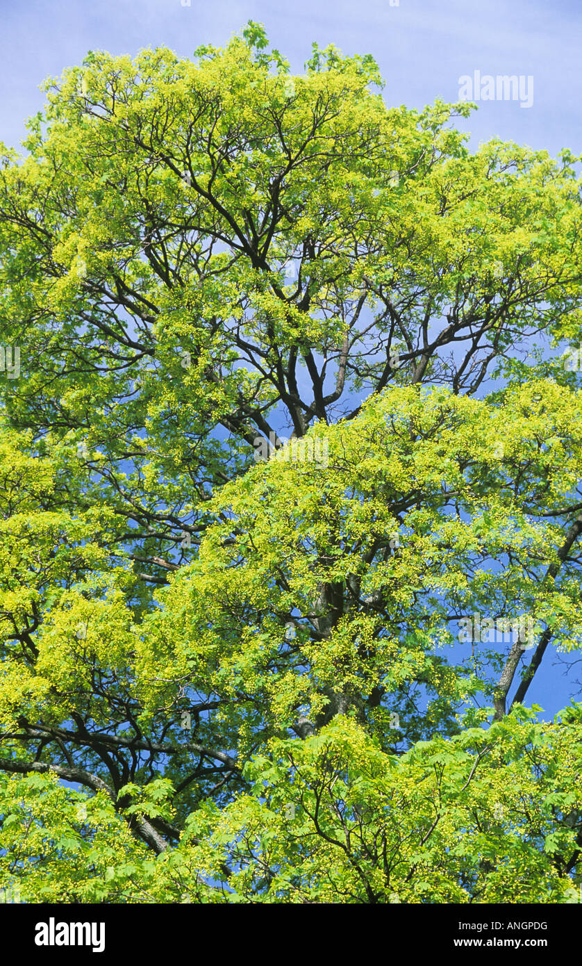 Tree in Spring, Toronto, Ontario, Canada Stock Photo - Alamy