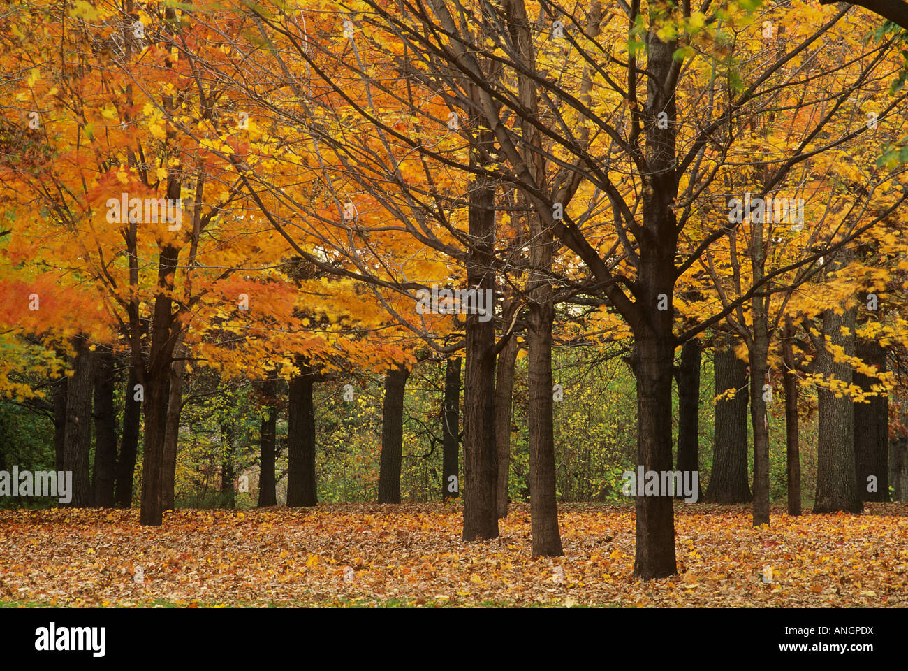 Fall season, High Park, Toronto Ontario Canada Stock Photo - Alamy