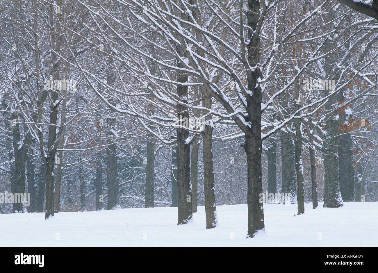 Winter season, High Park, Toronto Ontario Canada Stock Photo - Alamy
