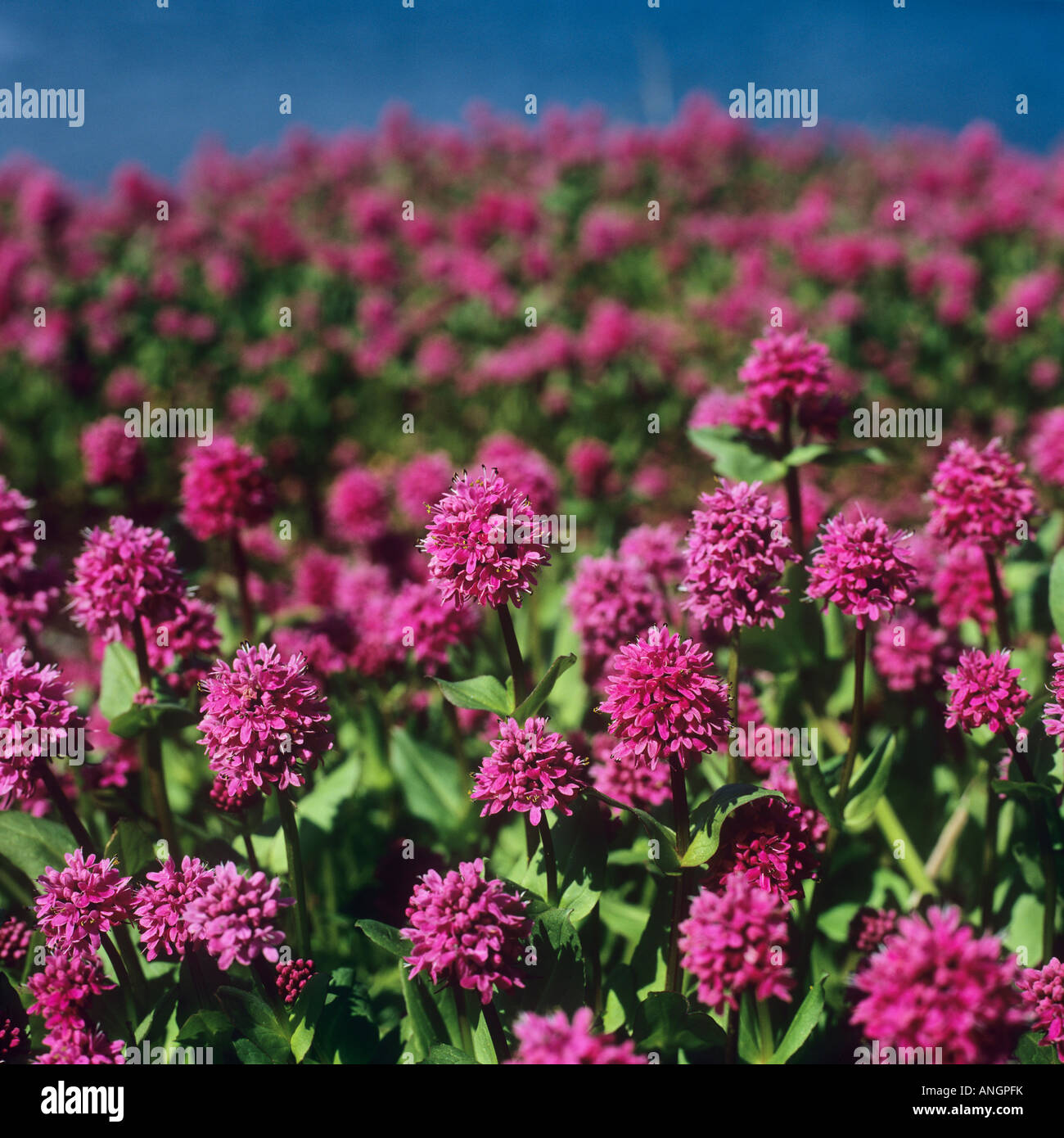 Seablush wildflowers on Trial Islands, Sunshine Coast, British Columbia ...