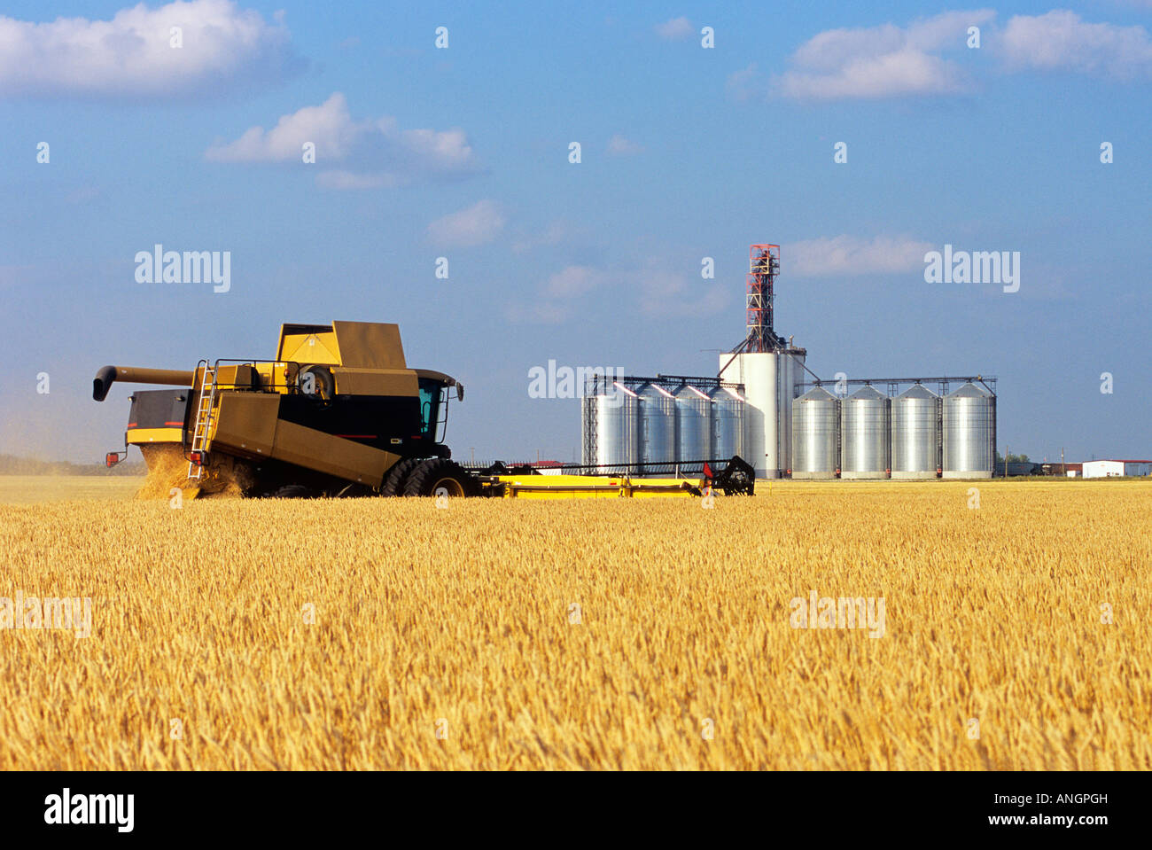 spring wheat harvest with inland grain terminal in the background, near ...