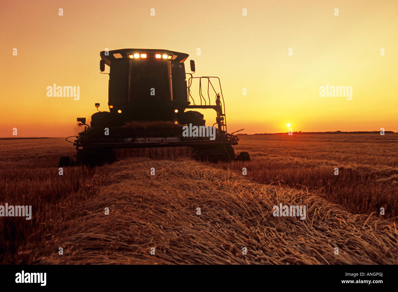 Swathed wheat hi-res stock photography and images - Alamy