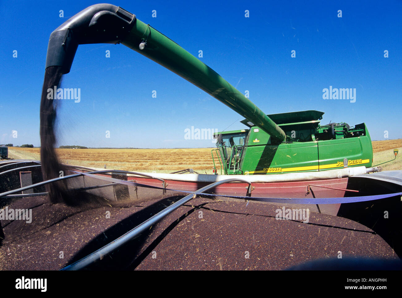 a combine unloads canola into a farm truck during harvest, near Dugald ...