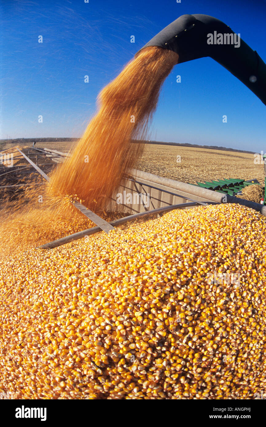a combine unloads grain/feed corn into a farm truck, near Carmen ...