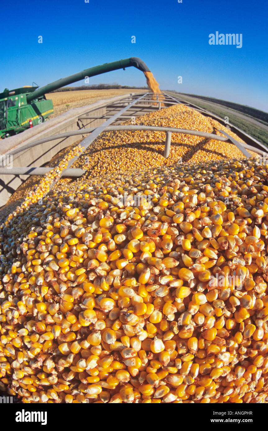 grain corn harvest near Carmen, Manitoba, Canada Stock Photo - Alamy
