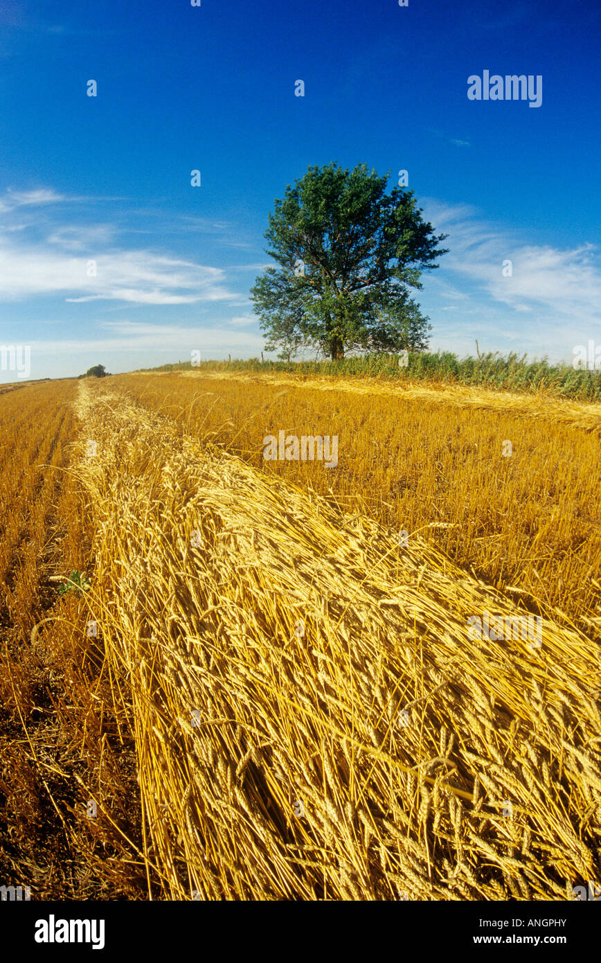 spring wheat field , near Bruxelles, Manitoba, Canada Stock Photo - Alamy