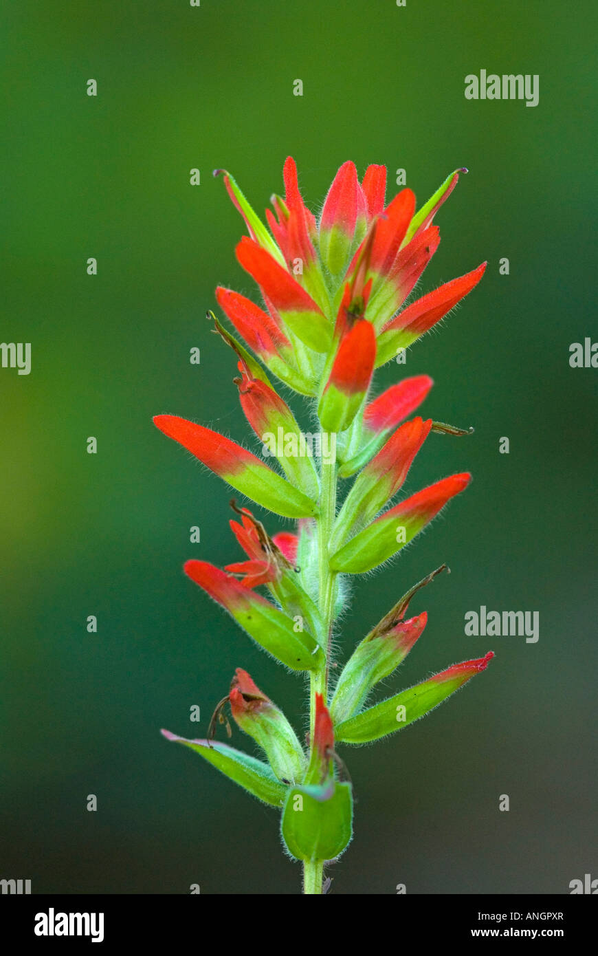 British common plants hi-res stock photography and images - Alamy