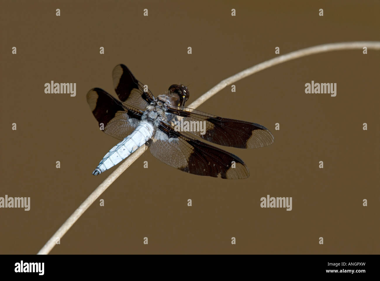 British dragonflies hi-res stock photography and images - Alamy