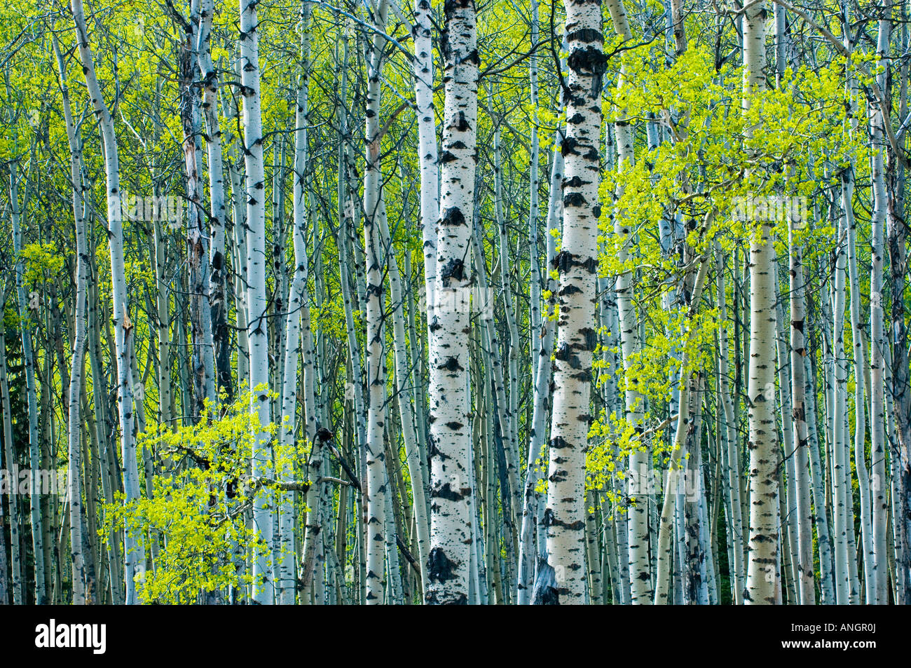 Spring foliage on trembling aspen, Jasper National Park, Alberta ...