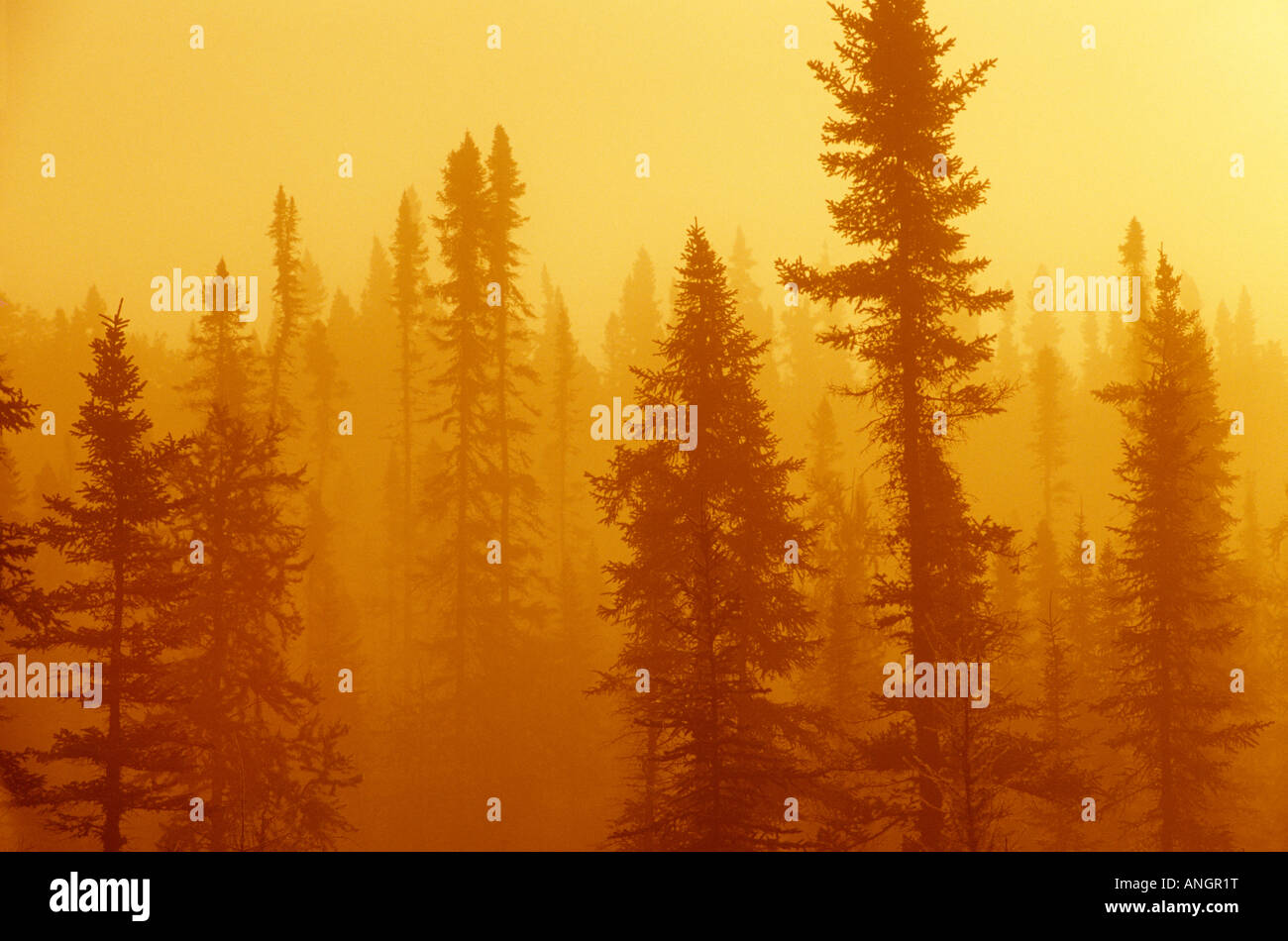 black spruce bog in fog at sunrise; boreal forest in northern Ontario, Canada Stock Photo - Alamy