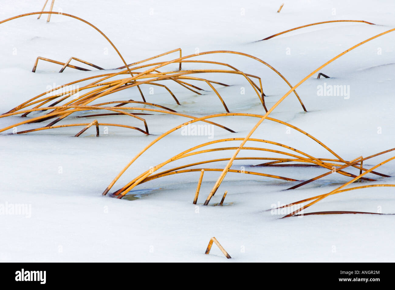 Cattails in winter, Waterton Lakes National Park, Alberta, Canada Stock ...