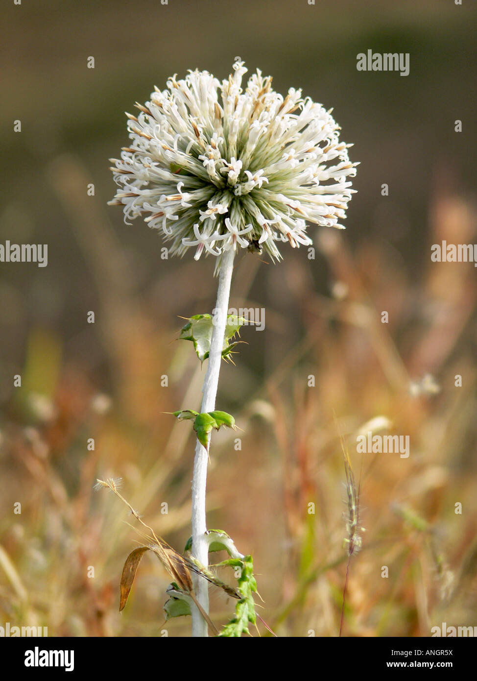 Echinops echinatus hi-res stock photography and images - Alamy