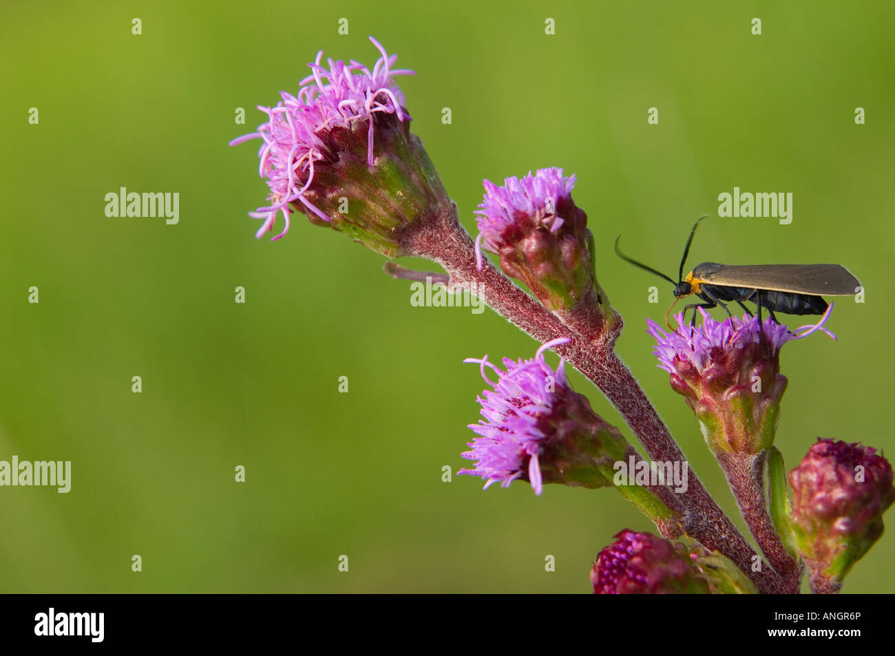 Moth on blazing star, Tolstoi Tall Grass Prairie Preserve, Manitoba ...