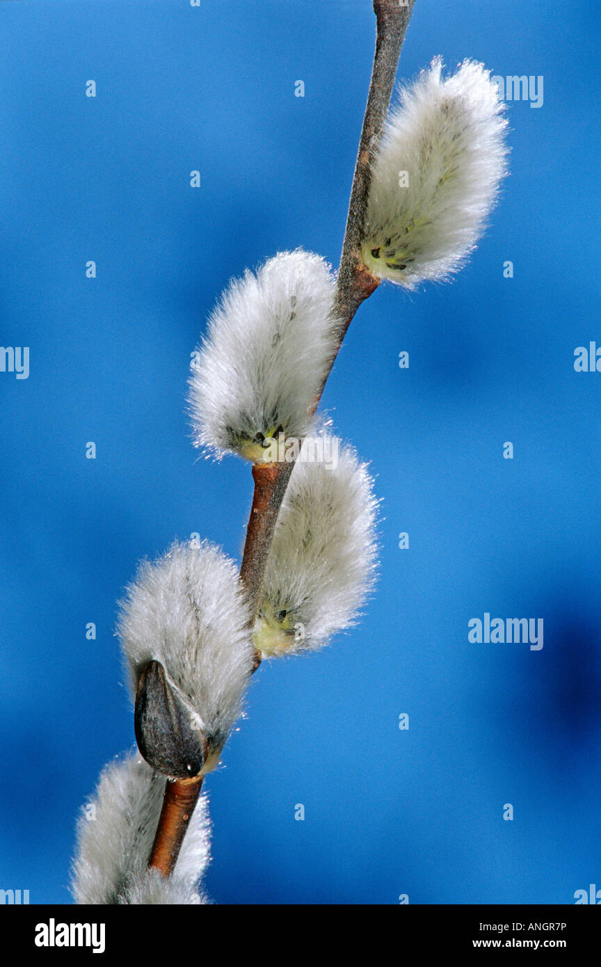 Pussy willow in spring, Birds Hill Provincial Park, Manitoba, Canada ...