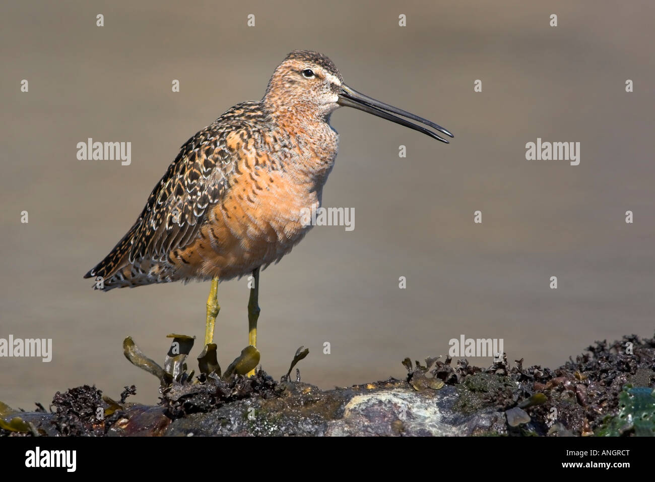 Dowitchers birds dowitcher hi-res stock photography and images - Alamy