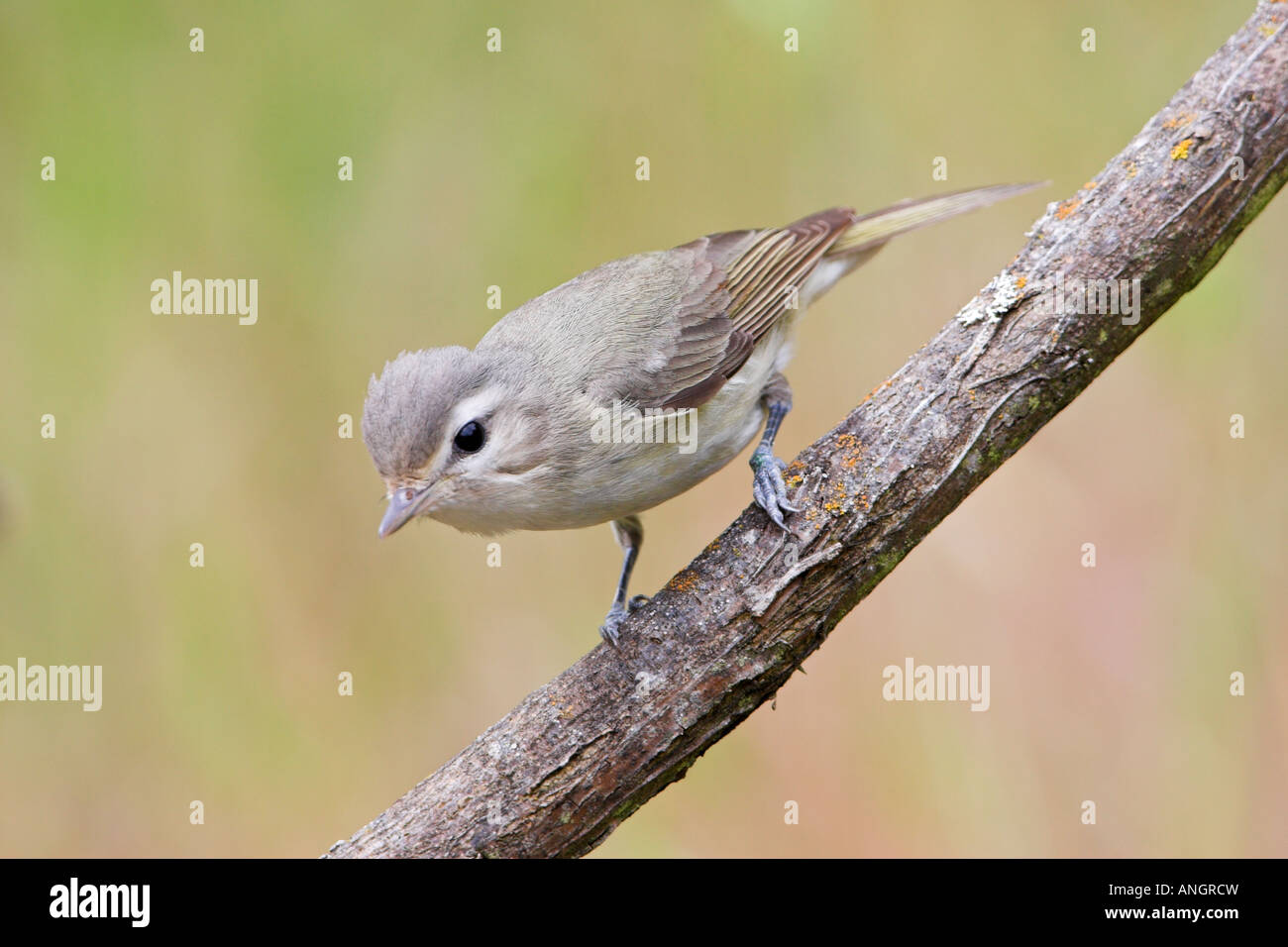 Vireos birds songbirds bird hi-res stock photography and images - Alamy