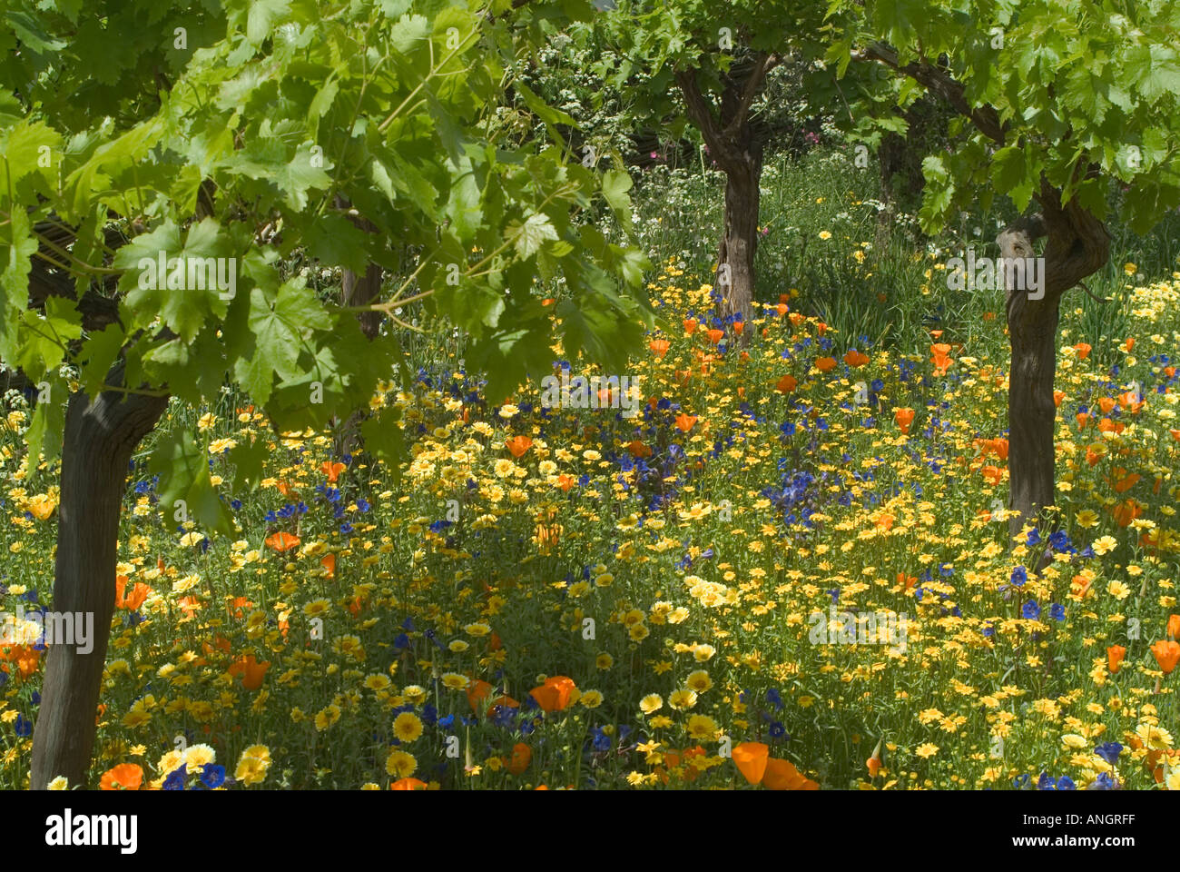 The colourful planting on the Fetzer Wine Garden at Chelsea Flower Show ...