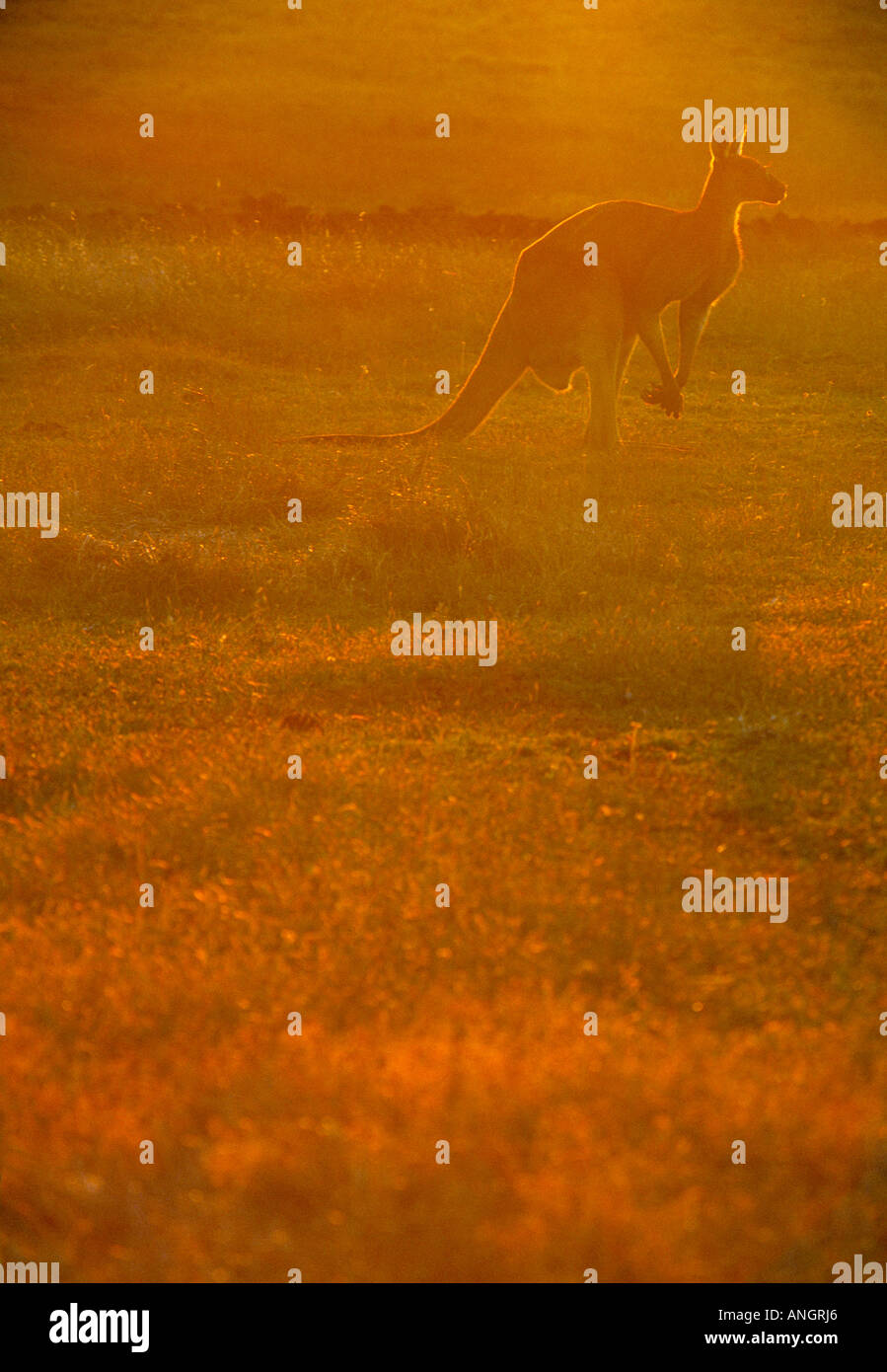 Kangaroo, Western Australia, Australia Stock Photo - Alamy