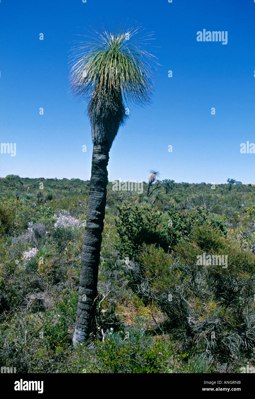 Australian australia plant hi-res stock photography and images - Alamy