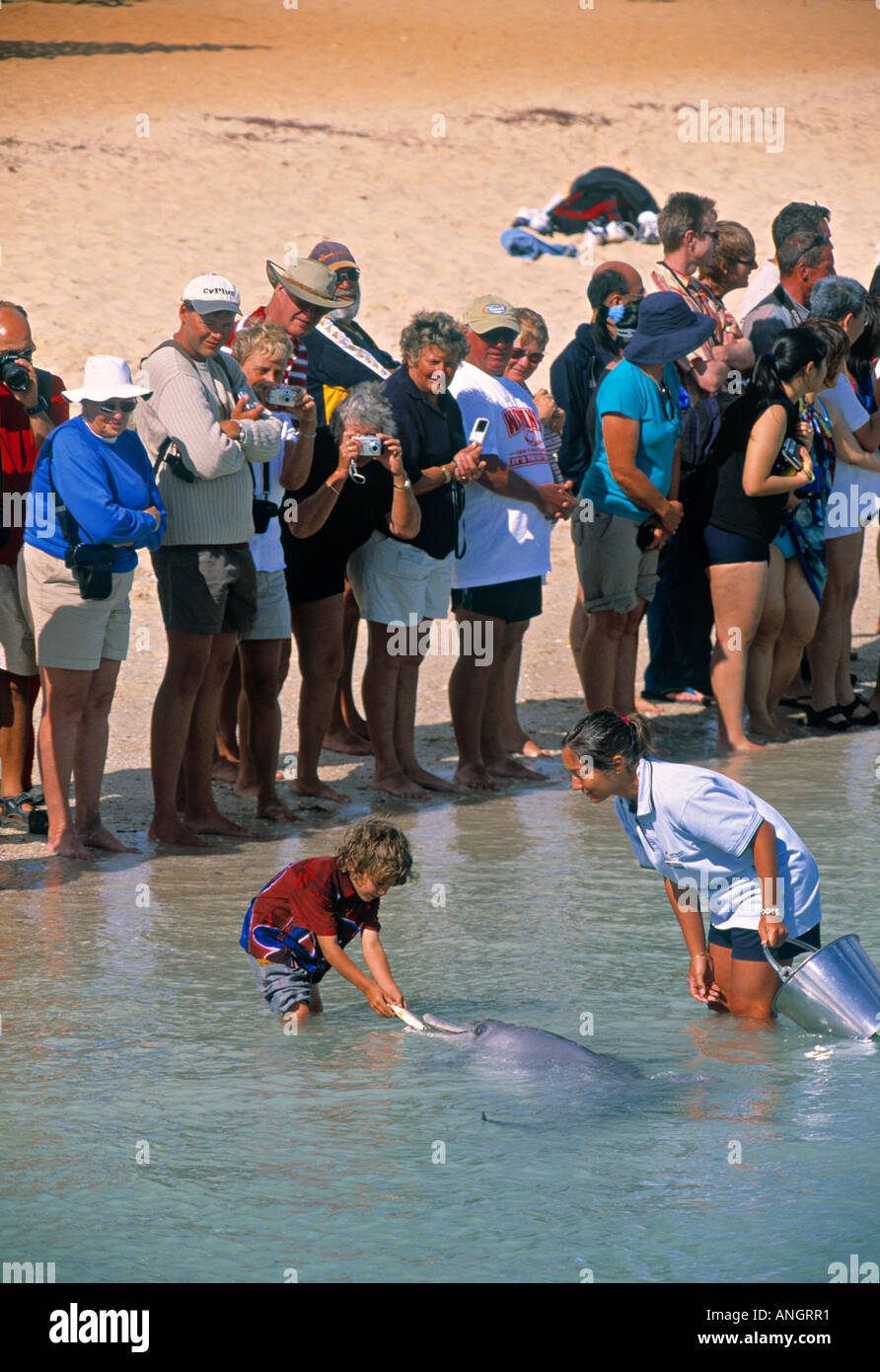 Monkey mia australia dolphin feeding hi-res stock photography and ...