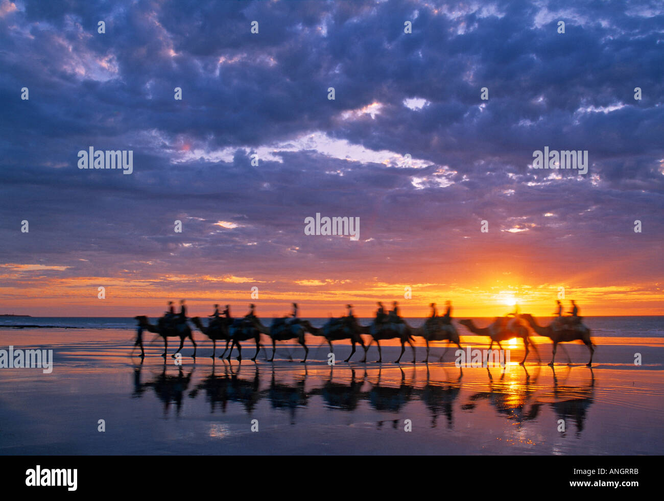 Camel trekking australia hi-res stock photography and images - Alamy