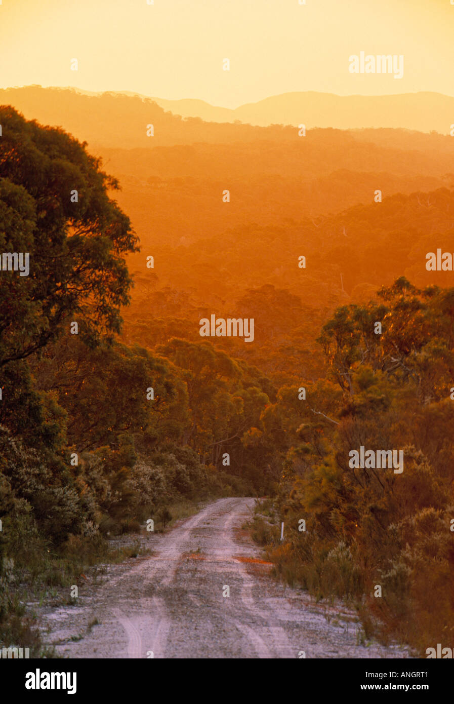 Track through forest, Denmark, Western Australia, Australia Stock Photo ...