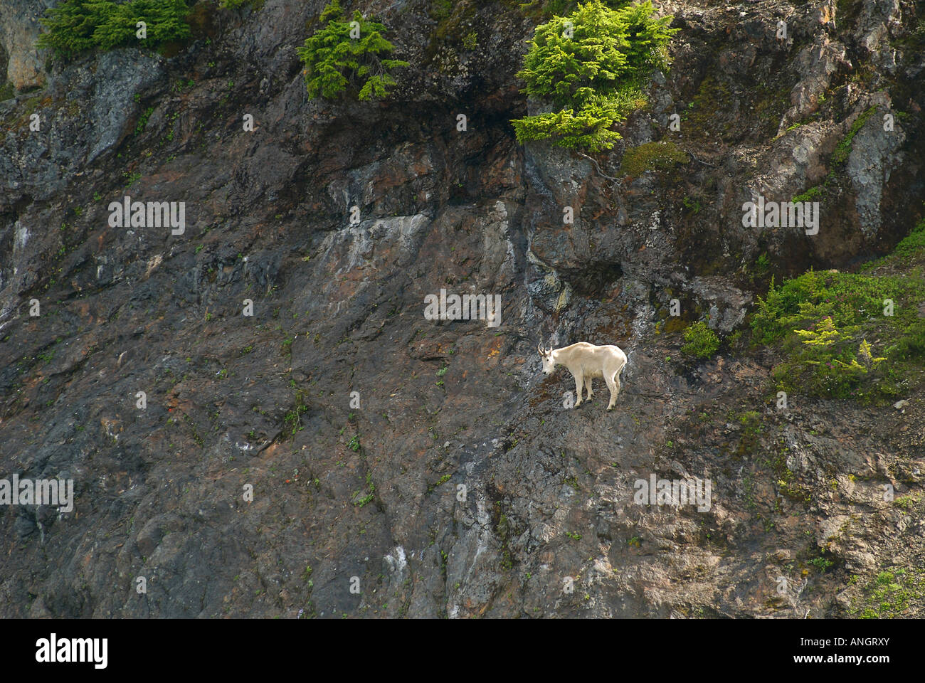Mountain goat on the steep slopes in the cascade mountains hi-res stock ...
