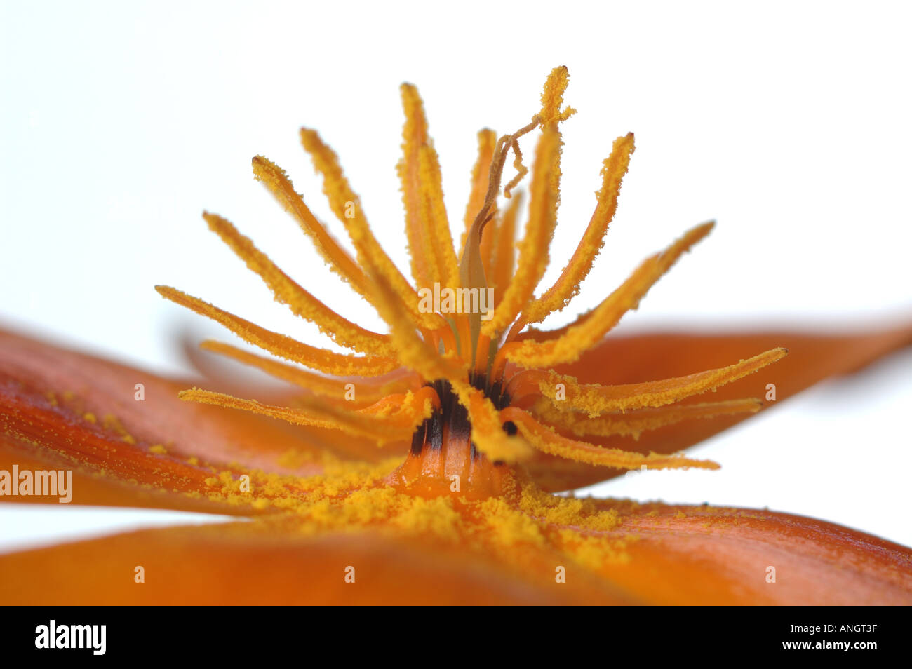 Close up of stigma and stamen of California Poppy Escholzia Stock Photo ...