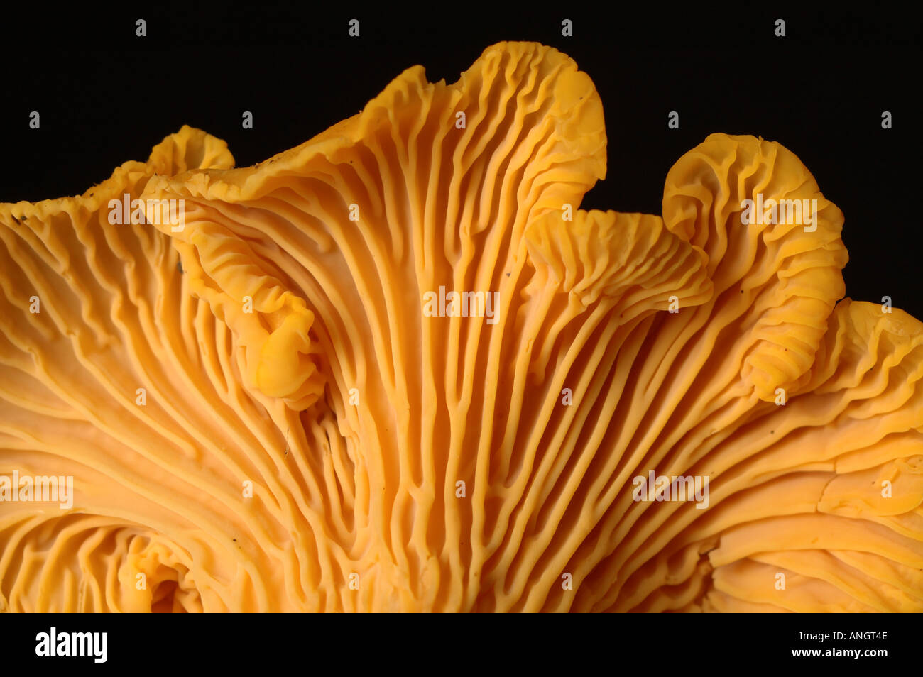 Chantrelle mushrooms Close up of gills Stock Photo - Alamy