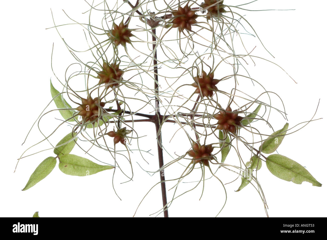 Developing seeds hi-res stock photography and images - Alamy