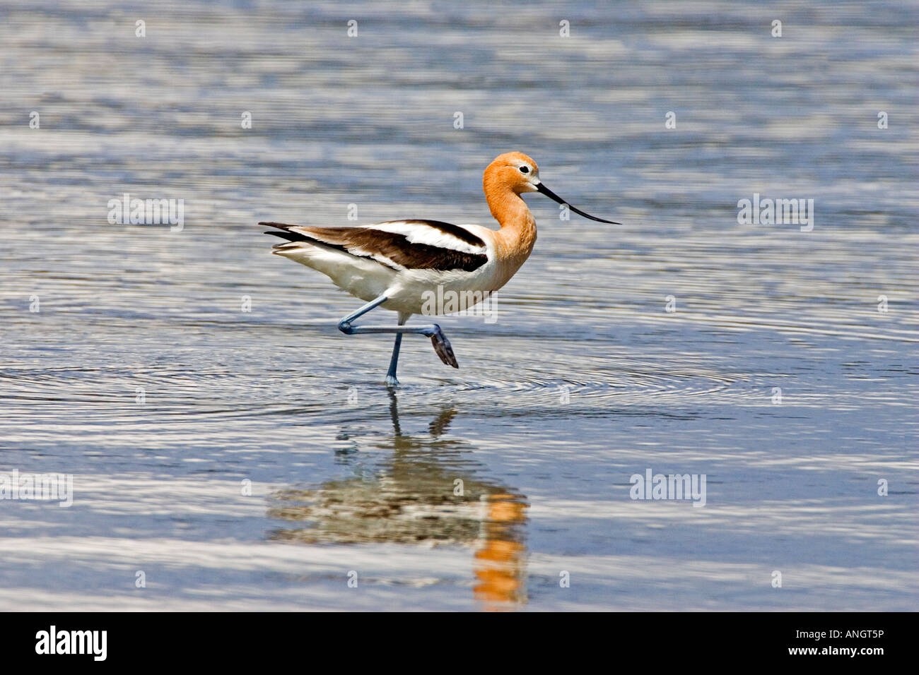 Avocet photos hi-res stock photography and images - Alamy