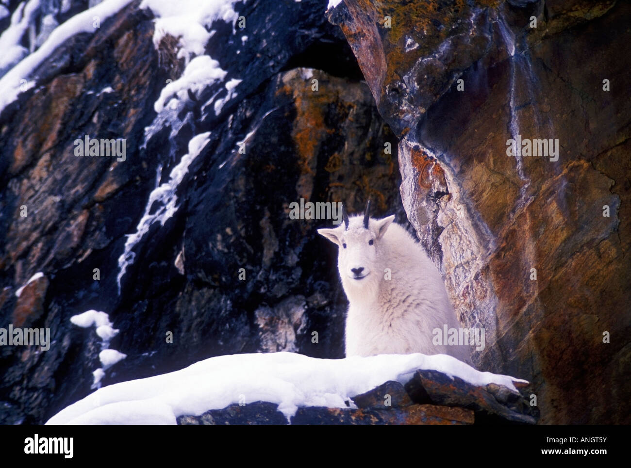 mountain goat, British Columbia, Canada Stock Photo - Alamy