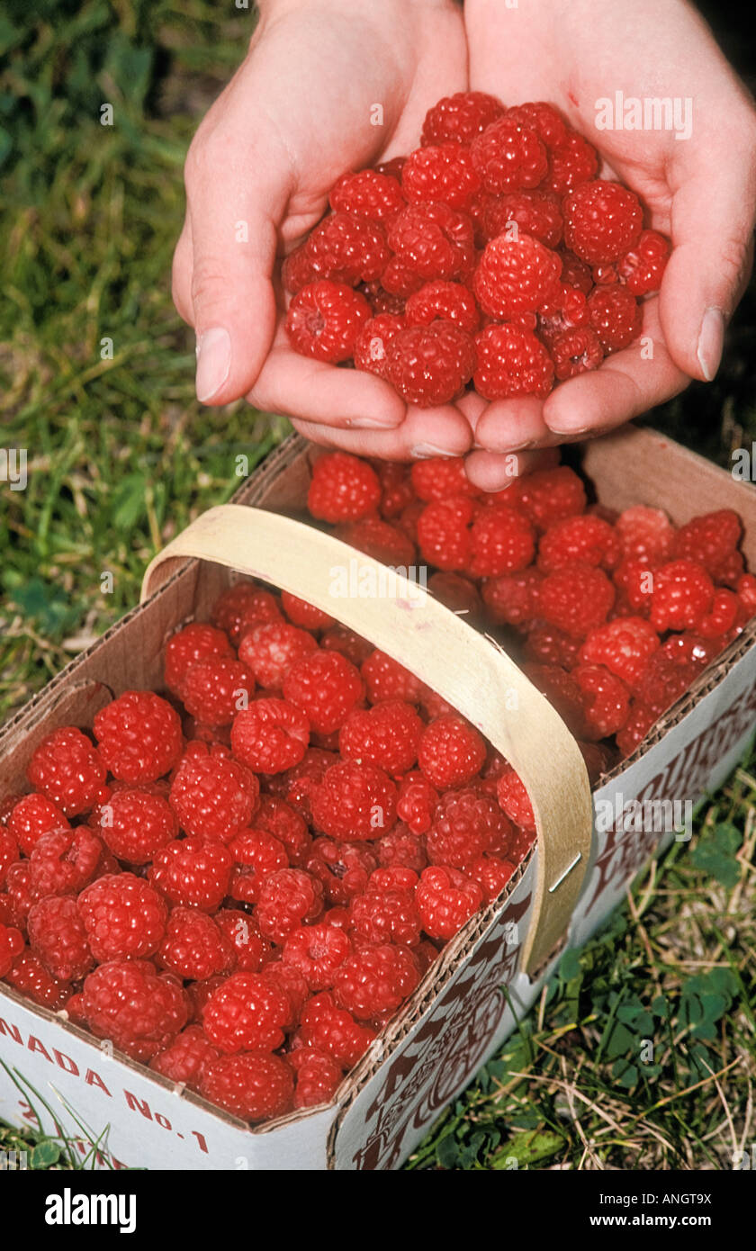 Raspberries freshly picked and ready for sale on Île d'Orléans in the ...