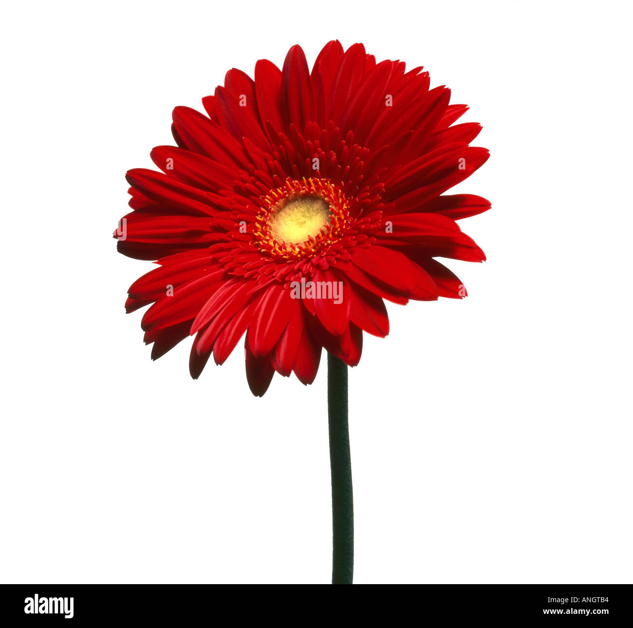 Red Gerbera Daisy on White Background Stock Photo - Alamy