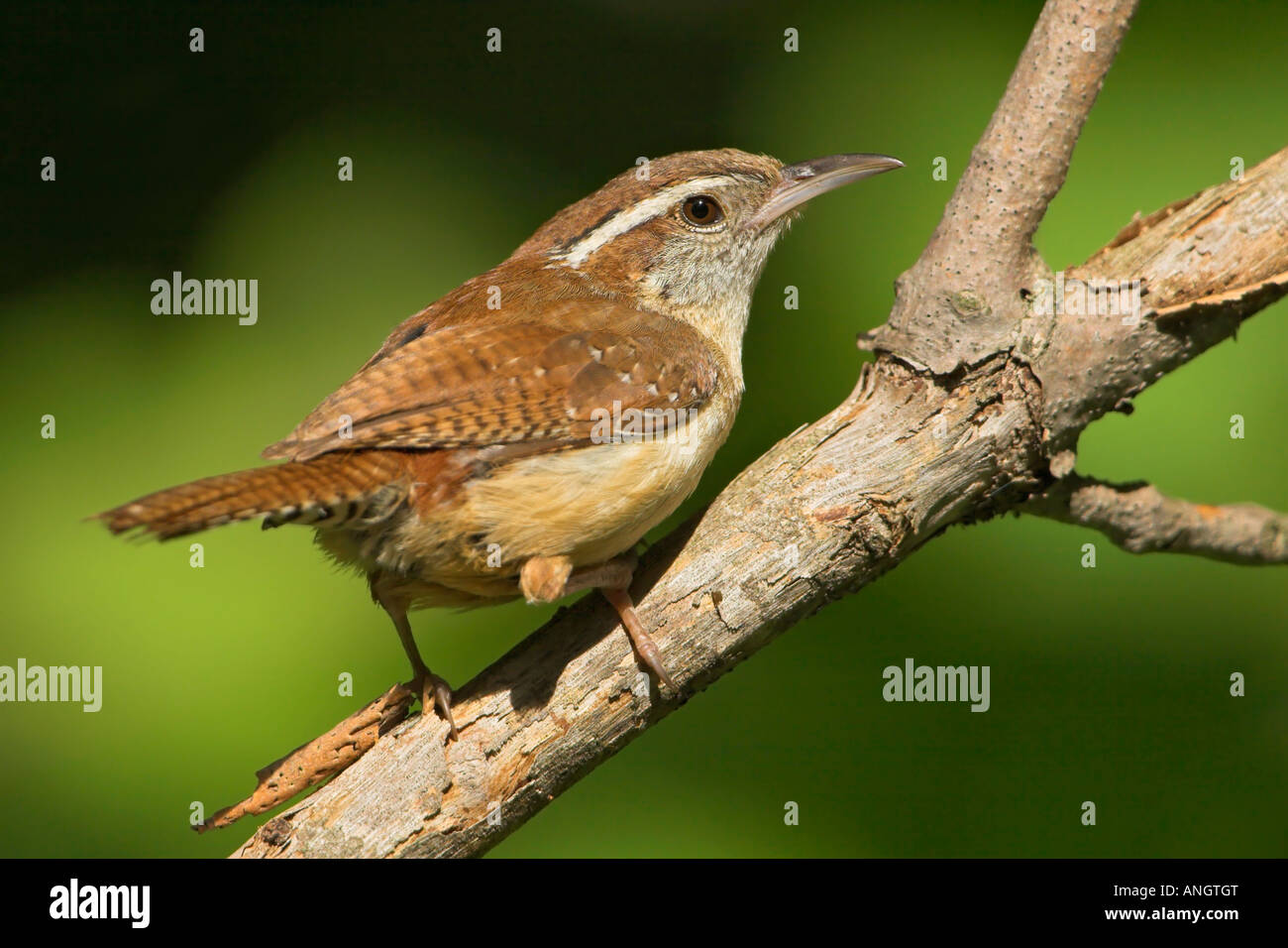 A Carolina Wren (Thryothorus ludovicianus) at the Rattray Marsh in ...